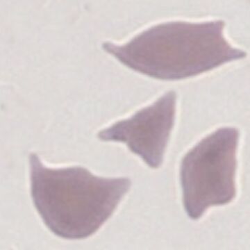 Fragmented cells - haematologyetc.co.uk